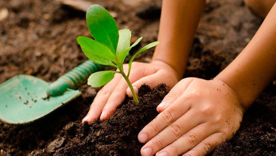 🌱 ¿cómo Cuidar Las Plantas Guía Completa 2022 Curso Crehana