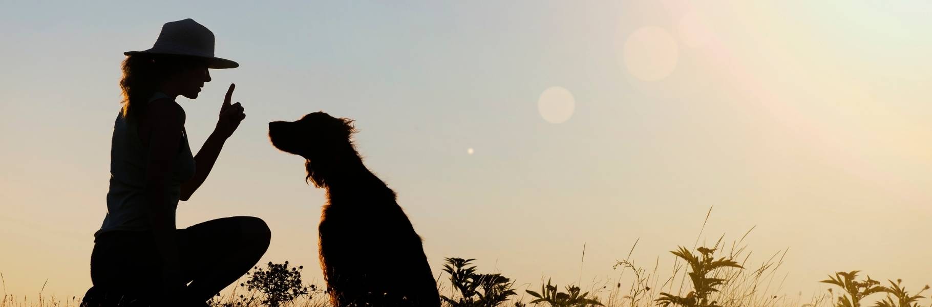 🐶 Conoce las 7 razas de perros más fáciles de adiestrar | Crehana