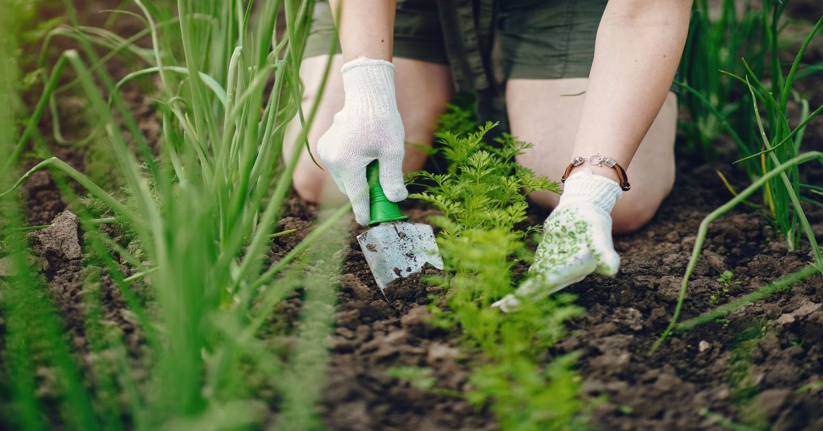 🌱 ¿Qué es un biohuerto o huerto orgánico? | Crehana para empresas